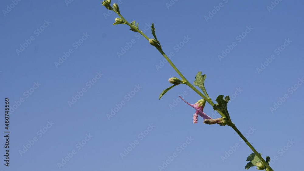 closeup shot of bunch of Urena lobata flower with its natural ...