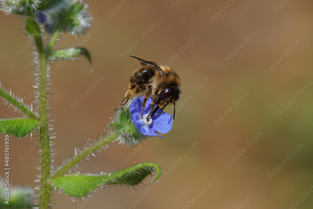 Foto de Fork-tailed Flower Bee (Anthophora furcata), family Apidae on ...