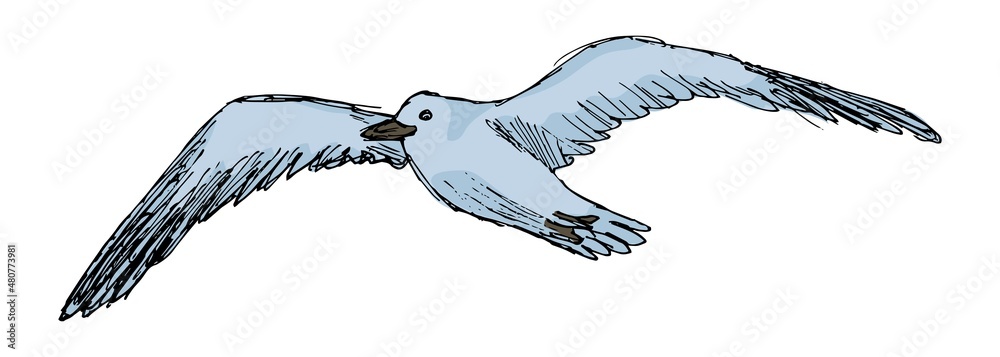 Blue flying seagull, isolated on a transparent background. Cartoon ...