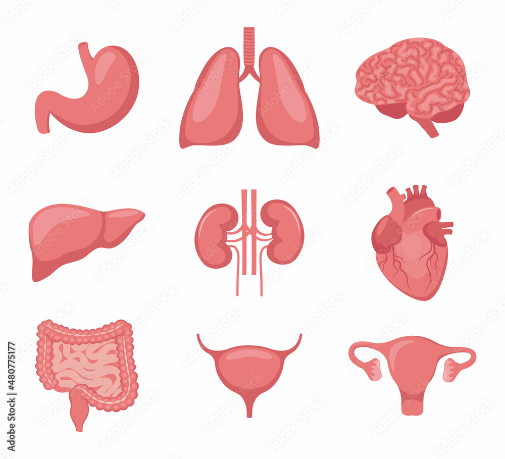 Human organ set. Heart, brain, lungs, liver, stomach, intestines ...