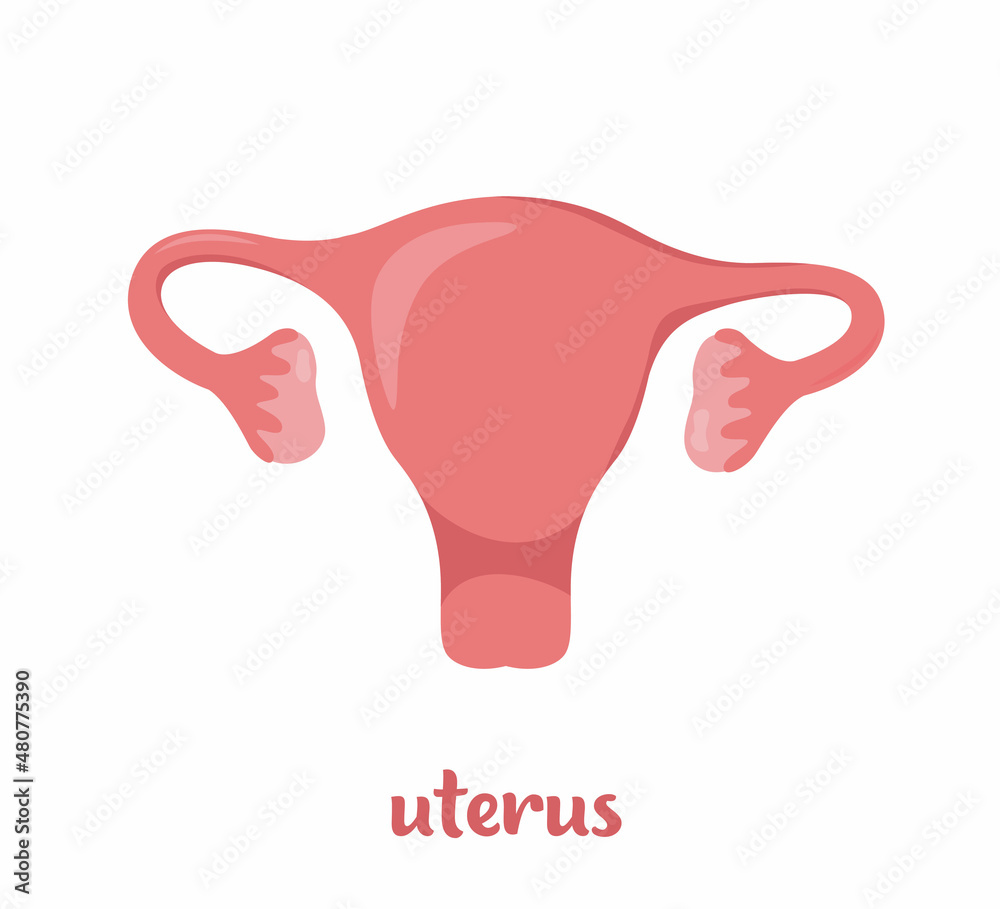 Uterus. Woman reproductive health illustration. Internal organs of the ...