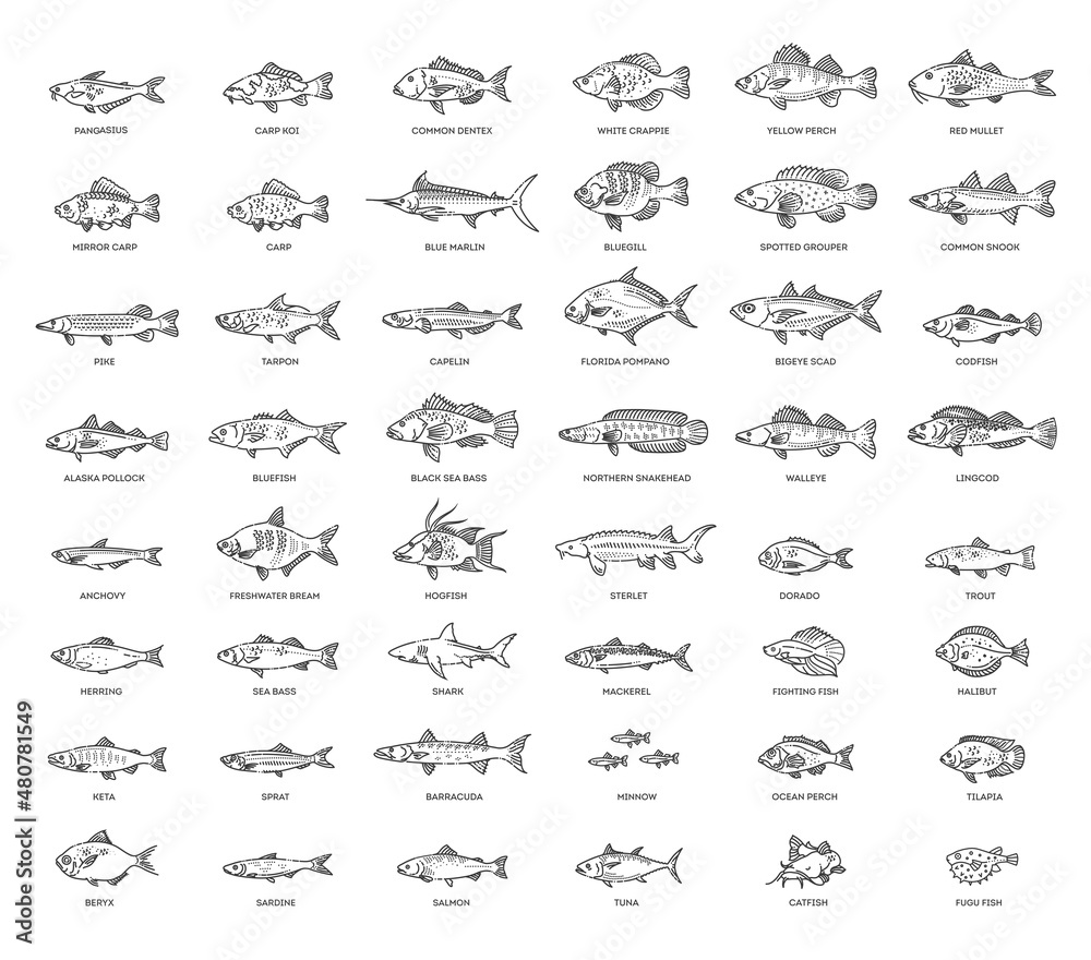 Large set of fish. Types marine, ocean fish and Freshwater fish Stock ...