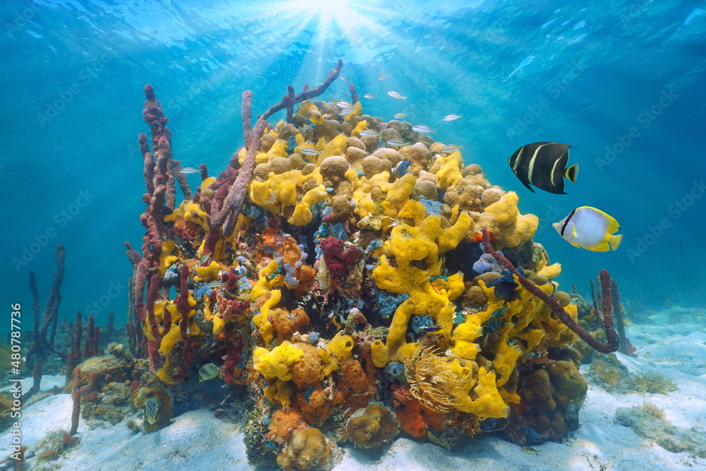 Colorful Sea Sponges