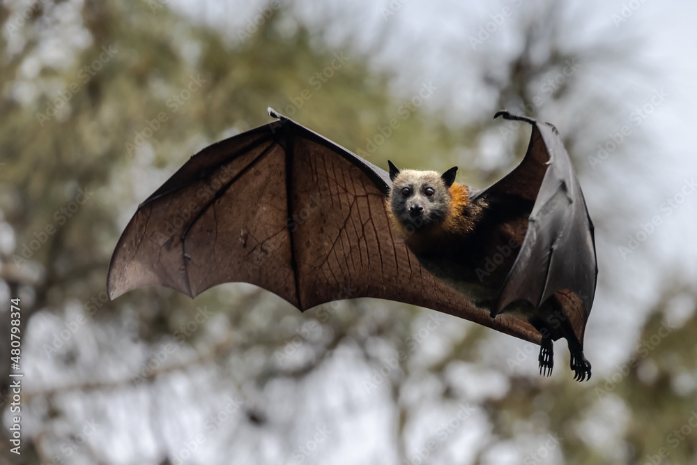Australian Grey-headed Flying Fox in flight Stock Photo | Adobe Stock