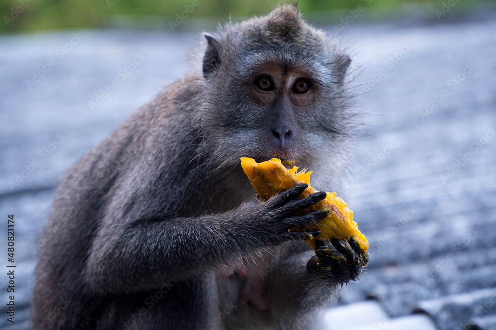 bali, macaque, wildlife photography, jungle wildlife, cambodia monkeys ...