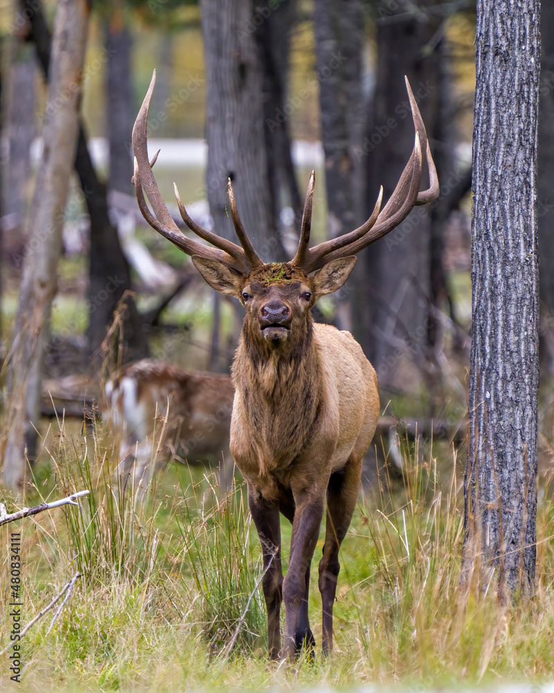 Elk Stock Photo and Image. Male bull close-up profile front view in the ...