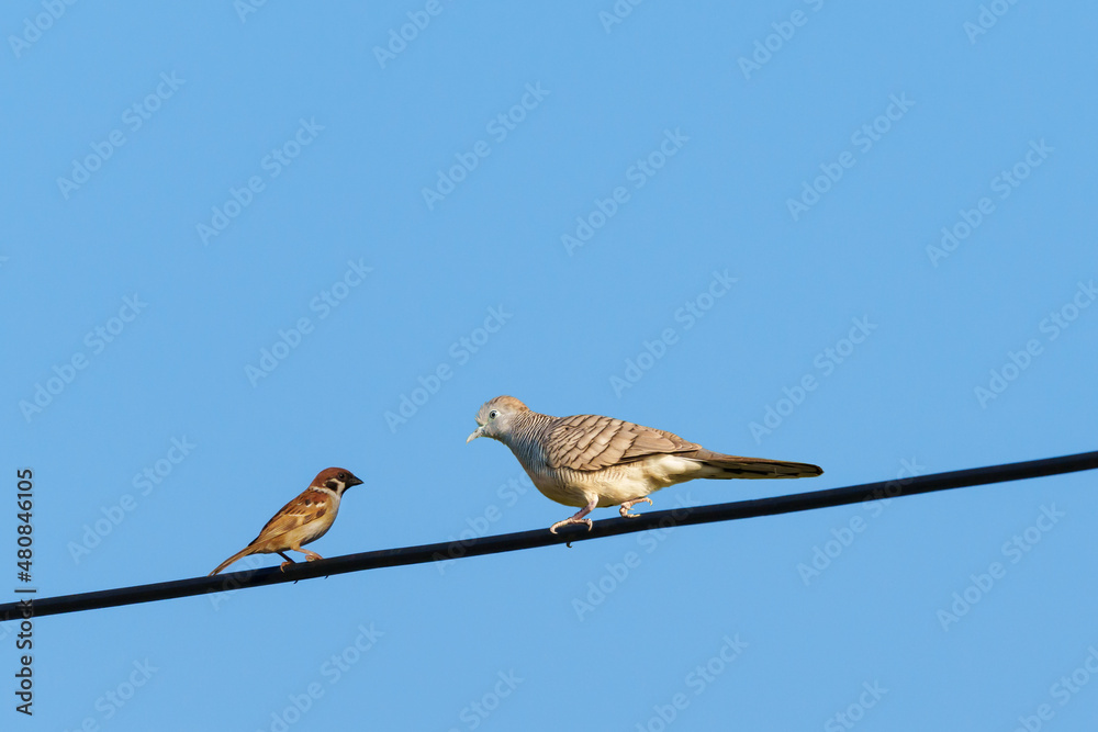 Eurasian Tree Sparrow and Geopelia striata. Two birds talking on cables ...