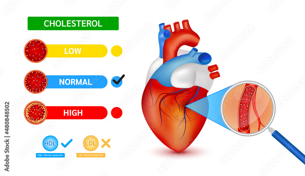 Medical blood test using a magnifying glass cholesterol meter scale ...