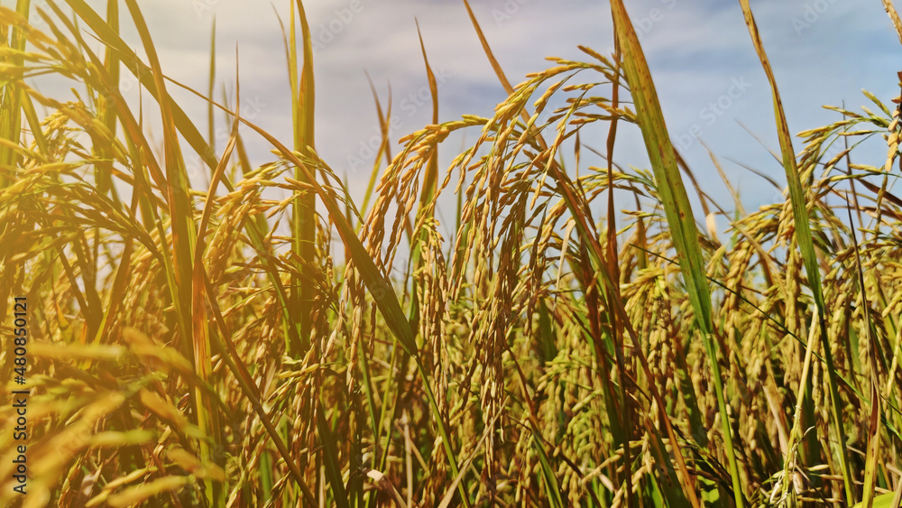 Bending ears of yellow rice field as reaching its full-grown stage with ...