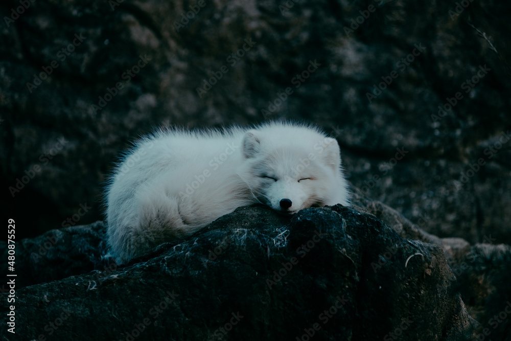 Arctic White Fox laying down sleeping on rock formation horizontal ...