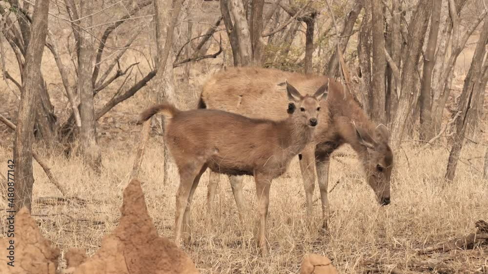 Daylight slow motion shot of Asian Antelope female mother Nilgai with ...