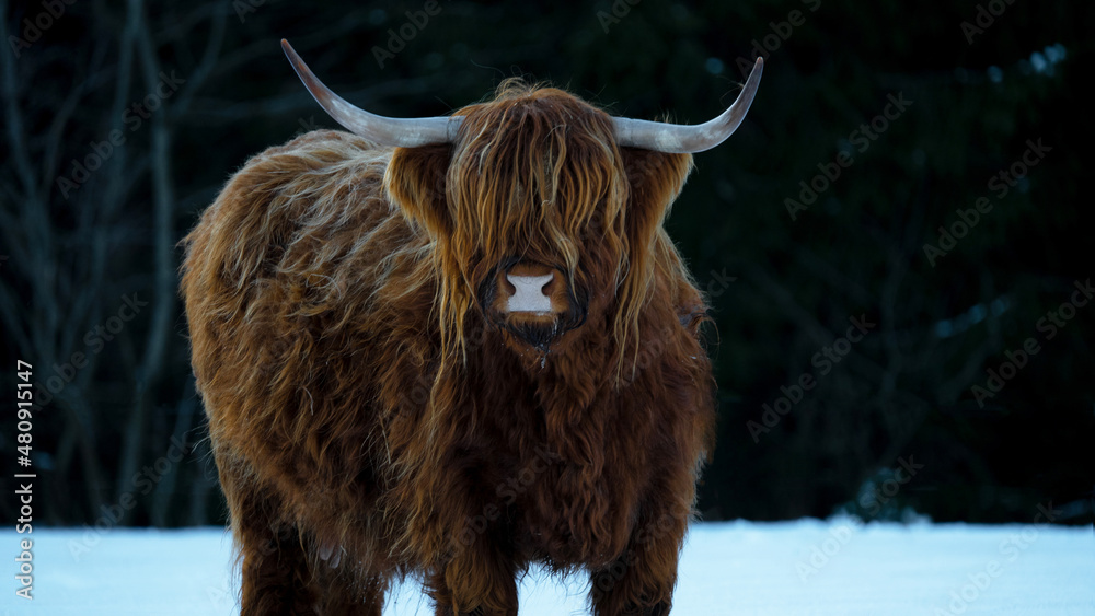 Funny animals background - Scottish Highland Cow in winter with snow ...