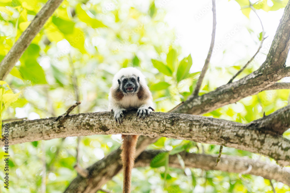 Full length view of titi monkey on a tree branch. Horizontal front view ...