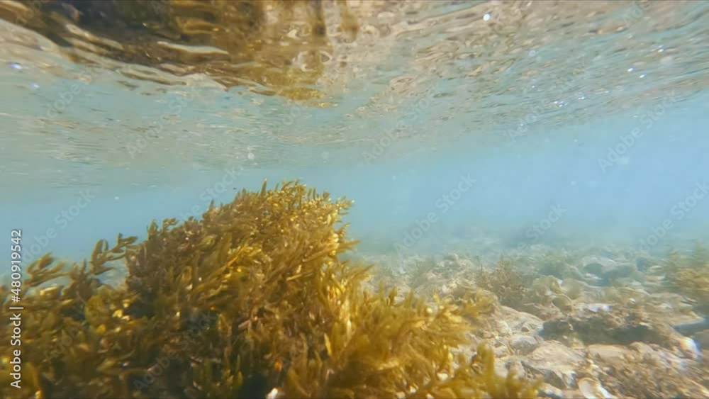 Seaweed in shallow water moving from the oscillation of the wave ...