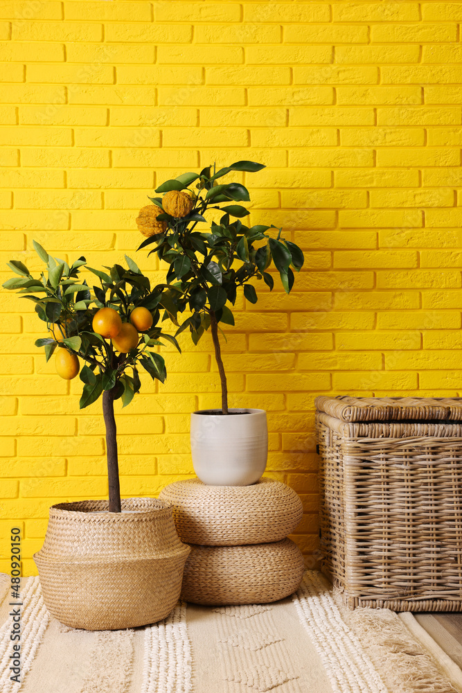 Idea for minimalist interior design. Small potted bergamot and lemon ...