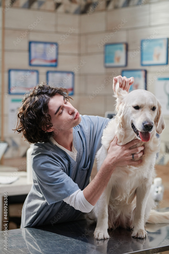 Young vet doctor examining the body of domestic dog while its sitting ...
