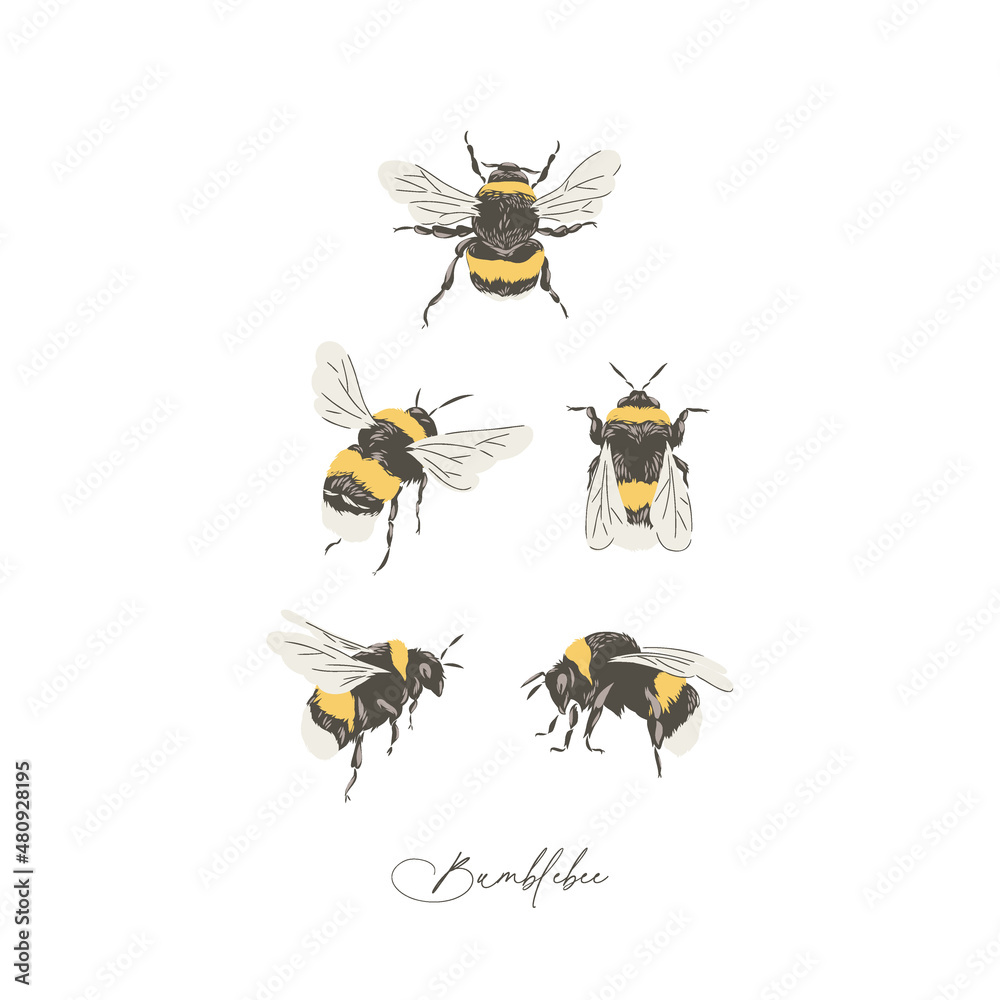 Bumblebee insect hand drawn vector illustration set isolated on white ...