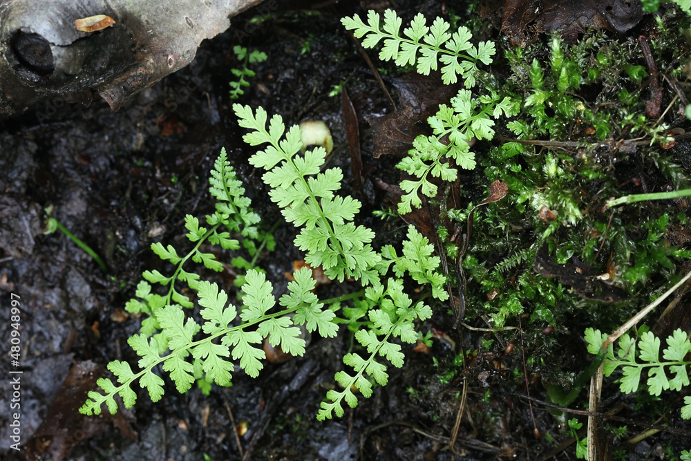 Poster Brittle bladder-fern, also known as common fragile fern, wild ...