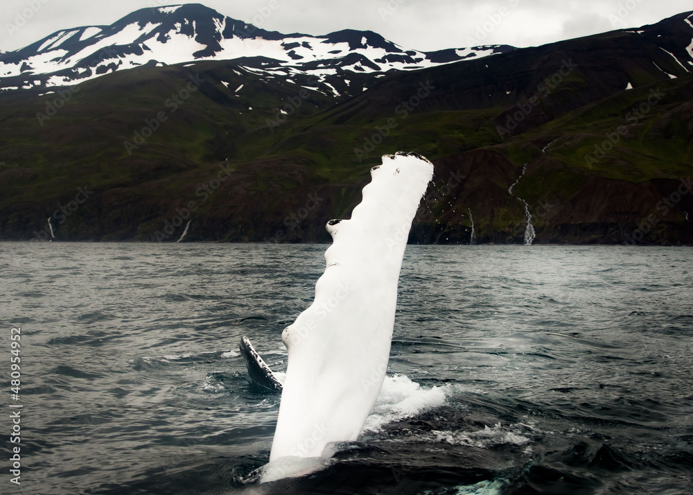 Humpback whales revealing their best features: white pectoral fins and ...