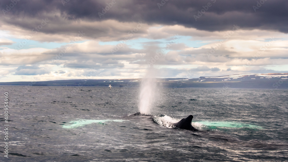 Humpback whales revealing their best features: white pectoral fins and ...