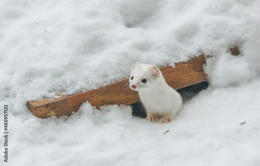 Snow White ermine short tailed weasel Stock Photo | Adobe Stock
