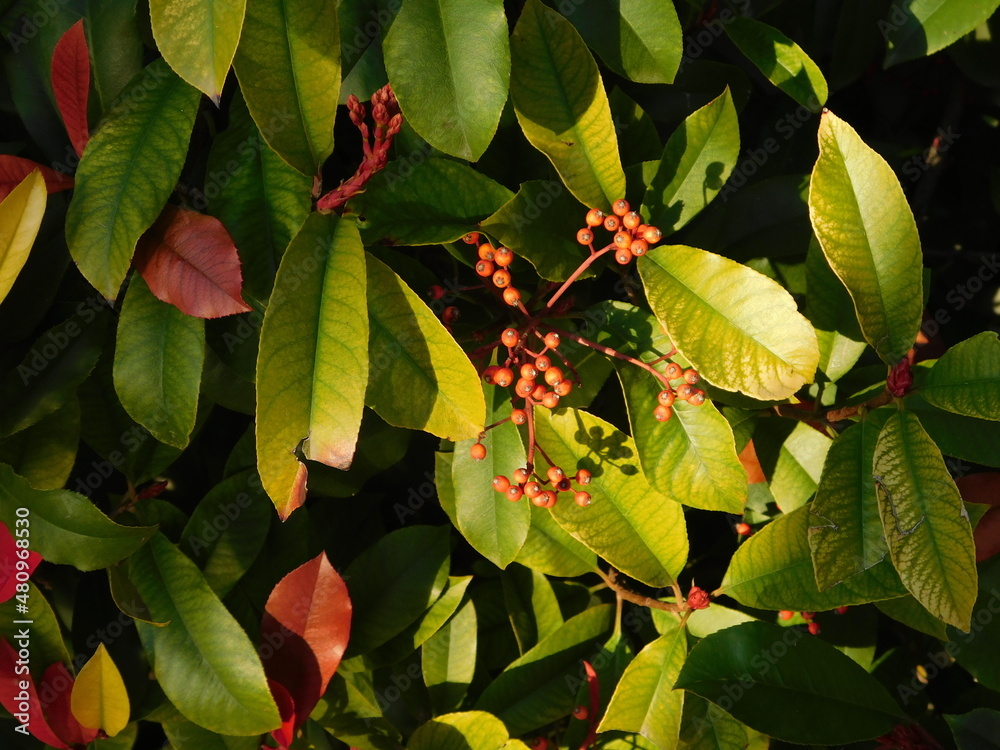 Photinia fraseri red robin fruit on a hedge with green leaves, in a ...