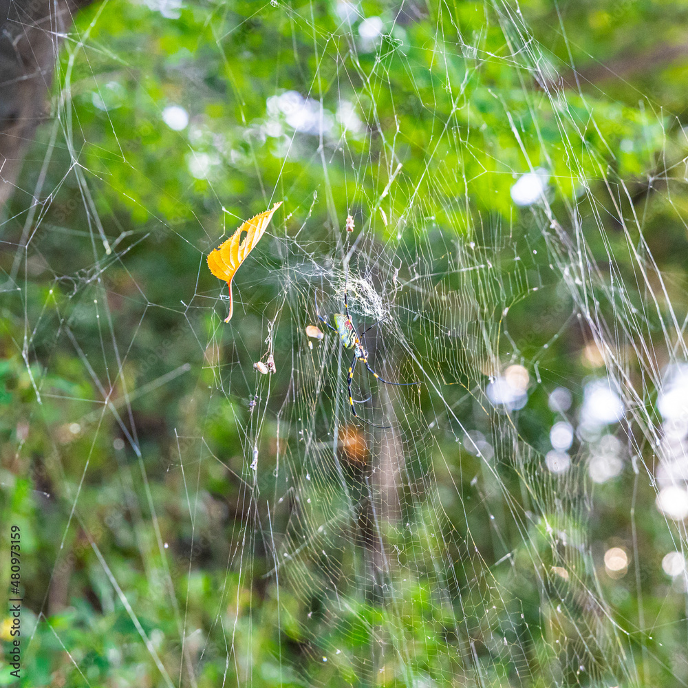 A close up of a large Japanese joro spider, also known as a fortune ...