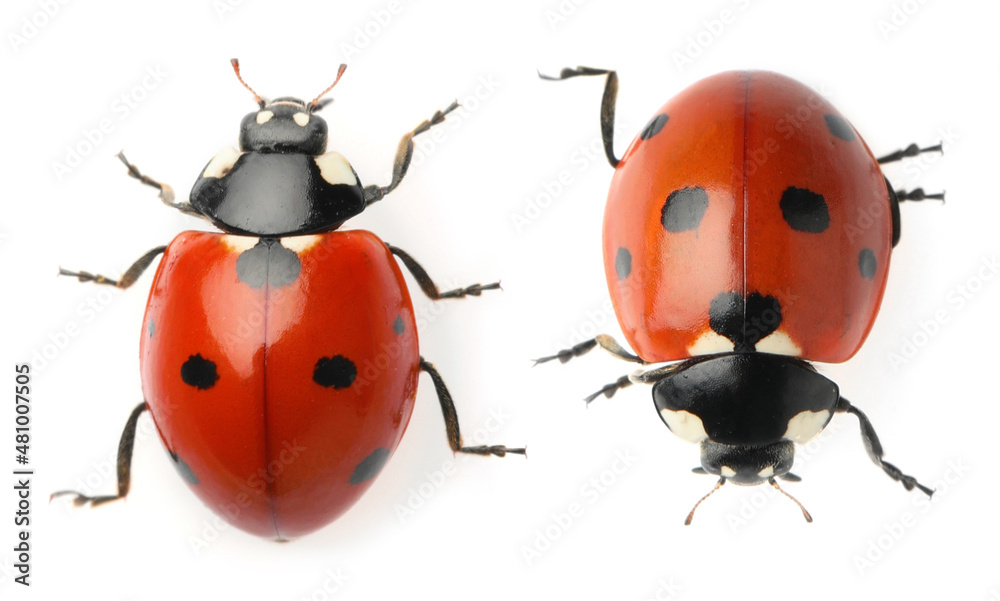 Top view of beautiful ladybugs on white background, collage Stock Photo ...