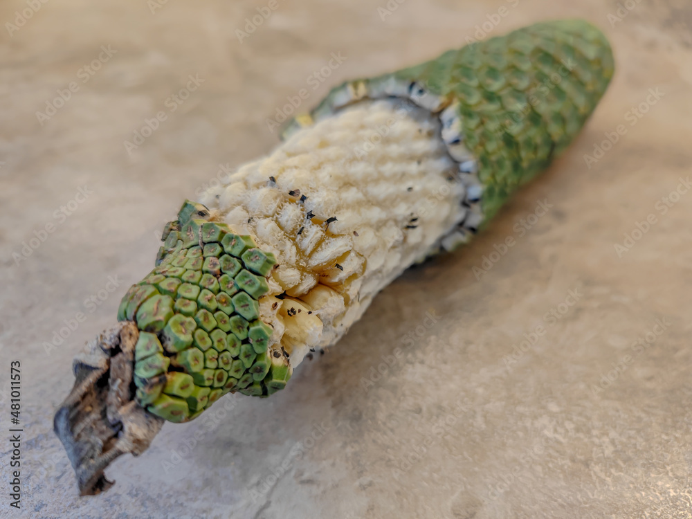 Exotic Madeira fruit Monstera Deliciosa, also called ananas banana ...