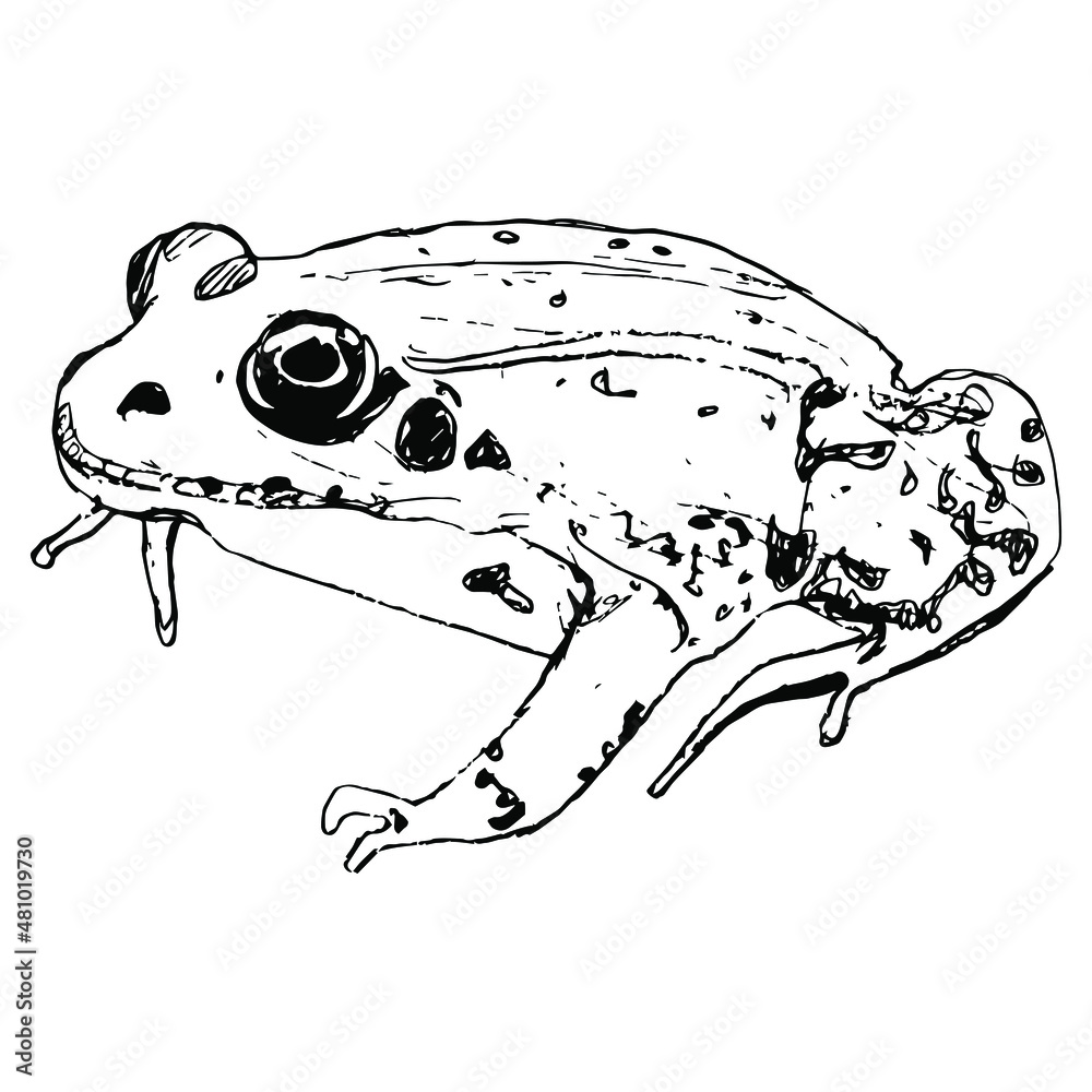 Frog or toad. Isolated vector illustration. Animal design. Hand drawn ...