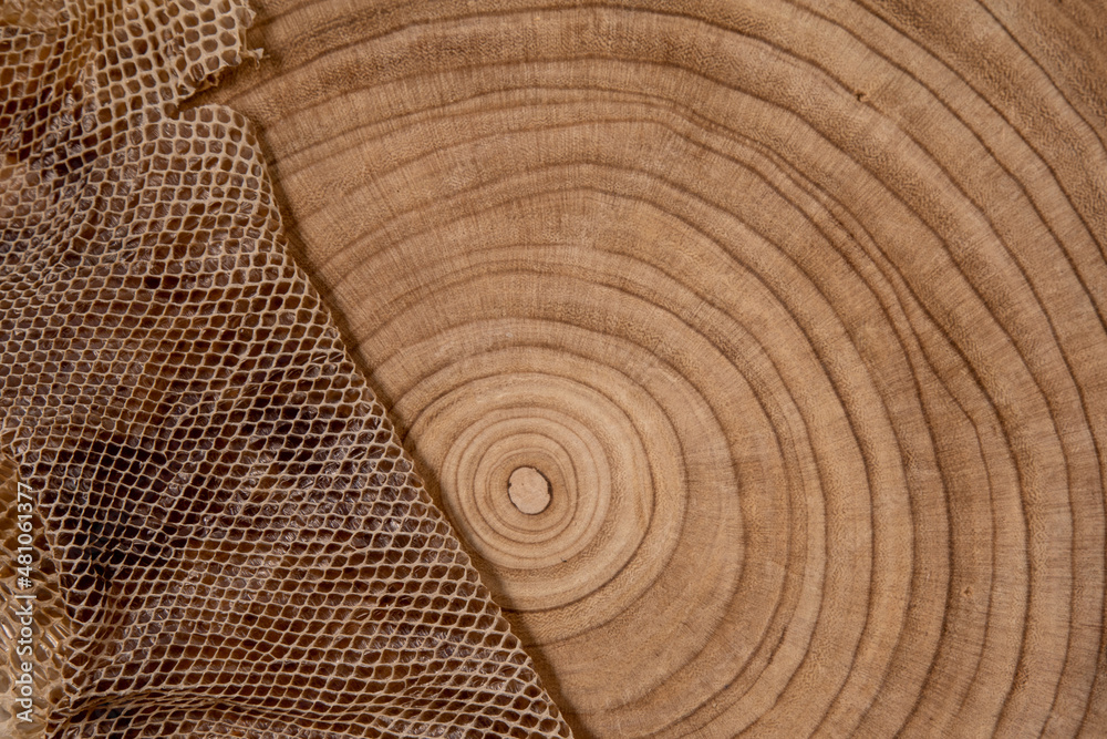 texture of wood and snake skin Stock Photo | Adobe Stock