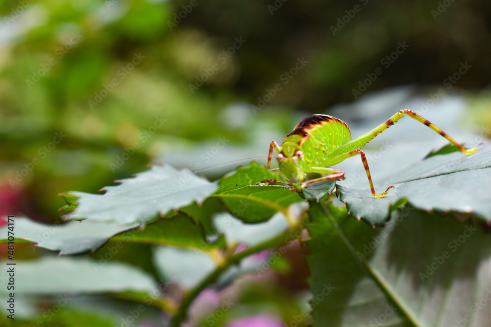 los insectos y el medio ambiente Stock Photo | Adobe Stock