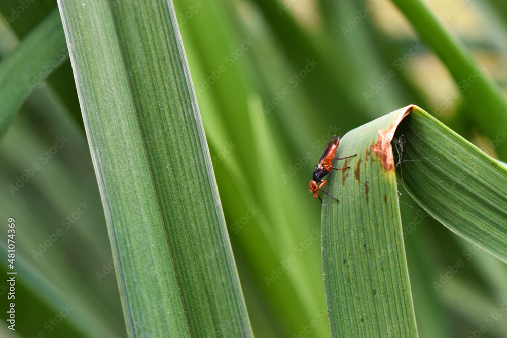 los insectos y el medio ambiente Stock Photo | Adobe Stock
