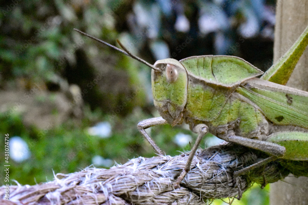 los insectos y el medio ambiente Stock Photo | Adobe Stock