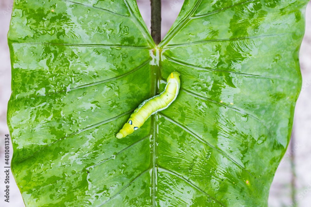 Caterpillar, Big green worm, Giant green worm with white stripes on the ...