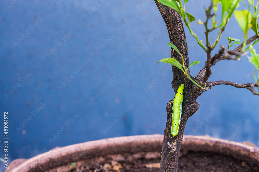 Caterpillar, Big green worm, Giant green worm with white stripes on the ...