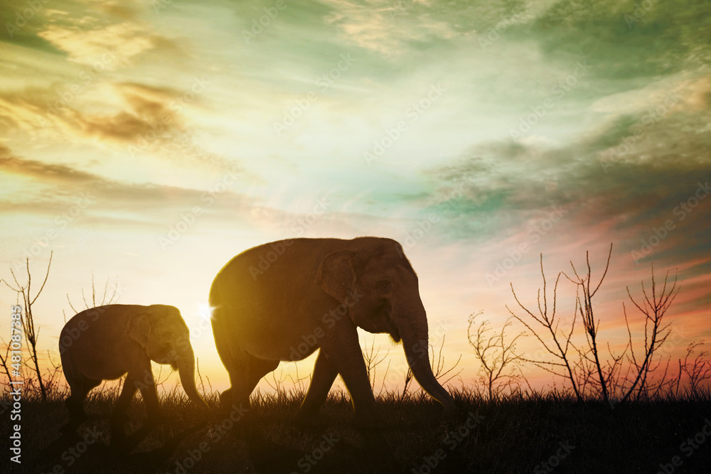 Mother elephant walk with her baby on savanna wall mural wallpaper ...