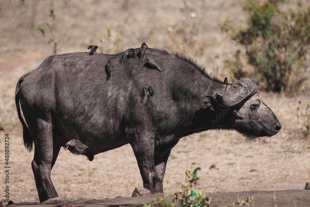 Water buffalo standing at a water well while birds are picking the ...