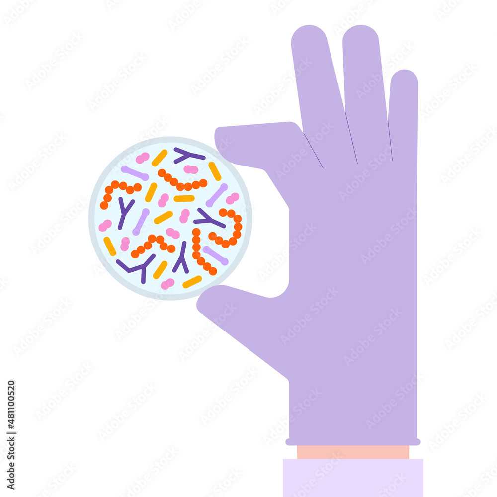 Probiotic bacteria set in petri dish. Gut microbiota with healthy ...