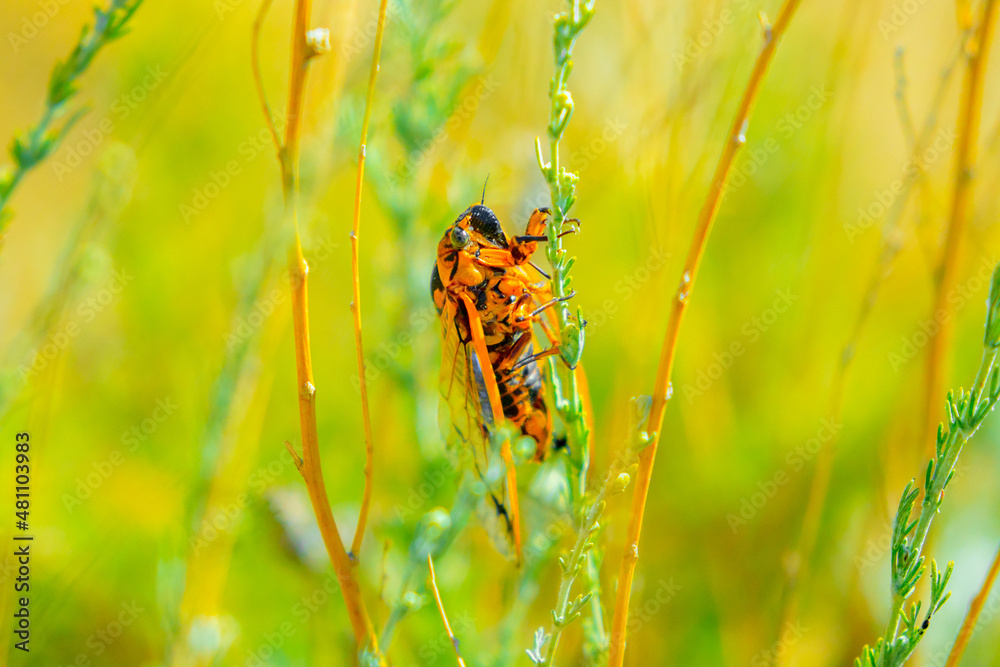 Insects cicadas devour agricultural plants, invasion of insect pests ...