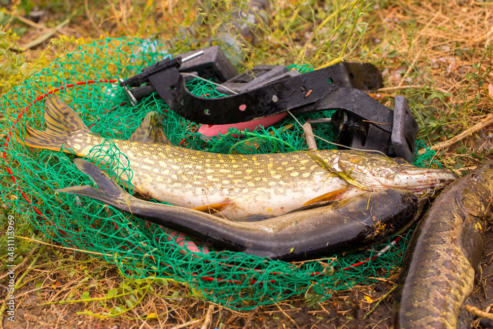 ishing on the river, a fisherman caught a fish. Fishing spinning and ...