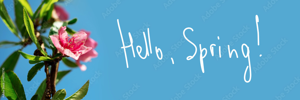 Abstract green spring with pink tree blossom background banner - hello ...