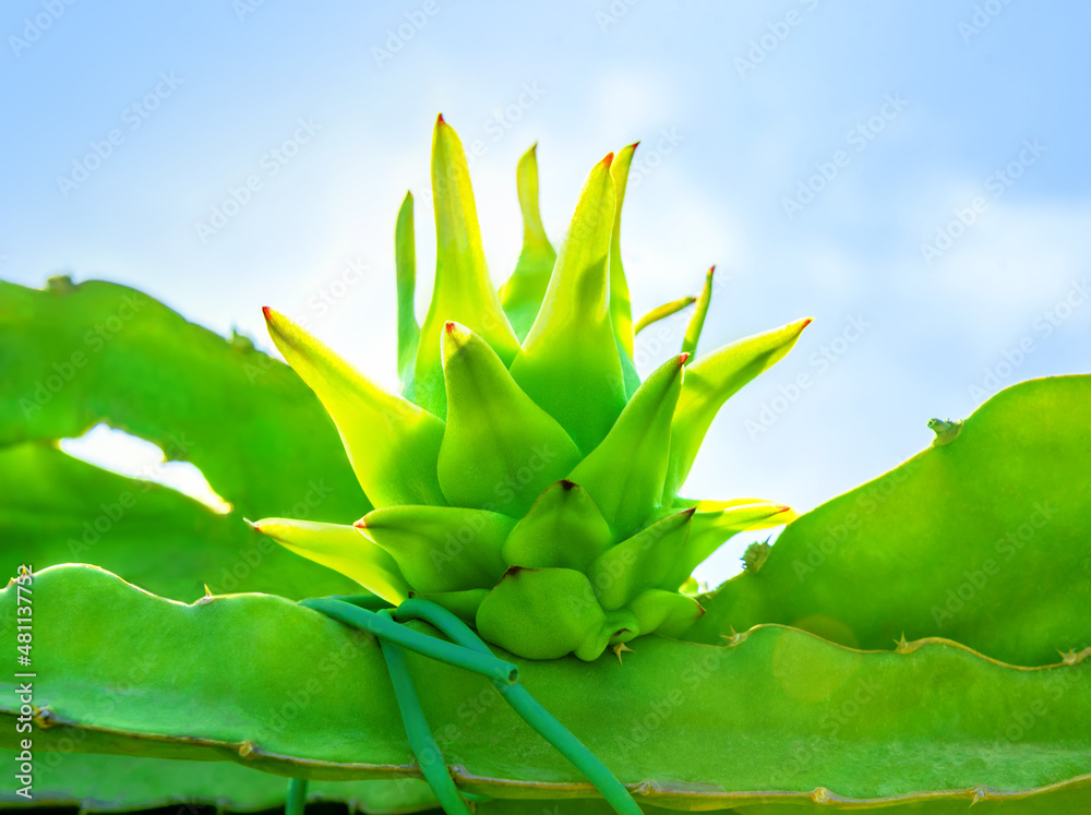 Closeup of ripe dragon fruit growing on a plant at plantation against ...