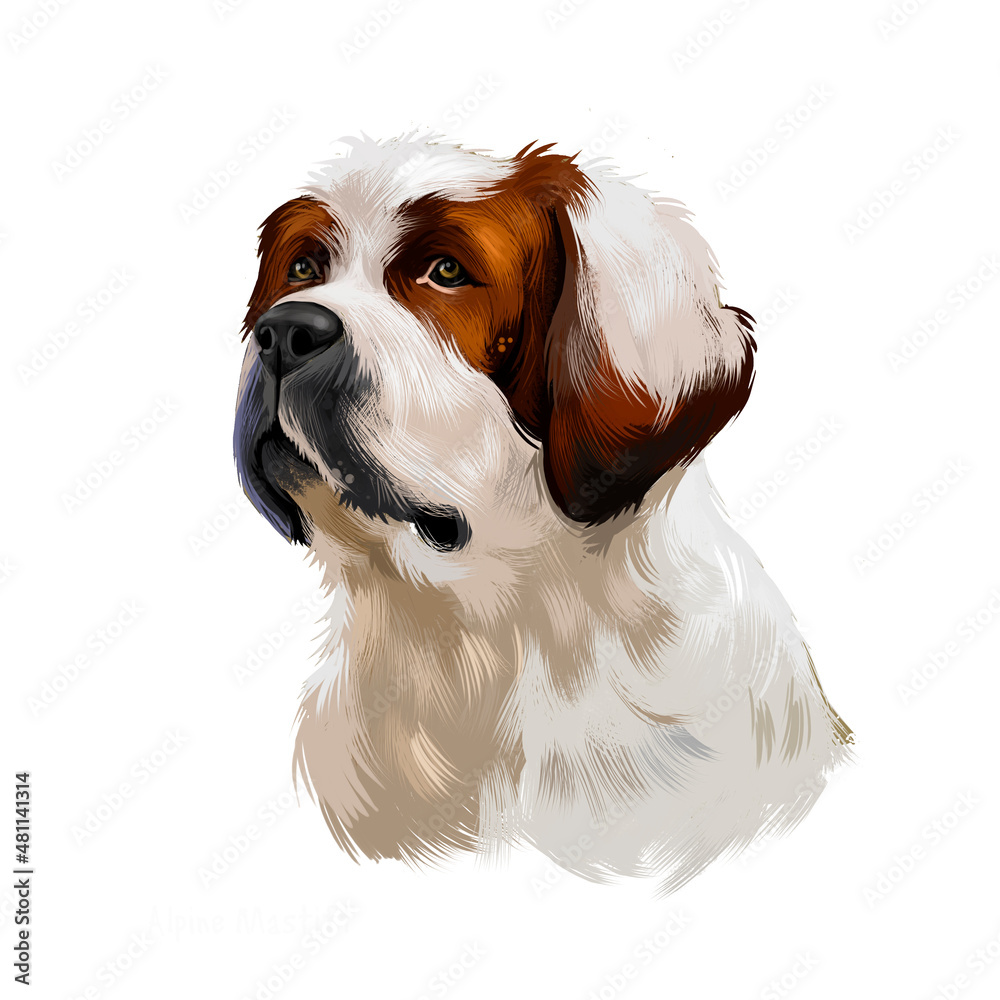 Alpine Mastiff dog digital art illustration isolated on white ...
