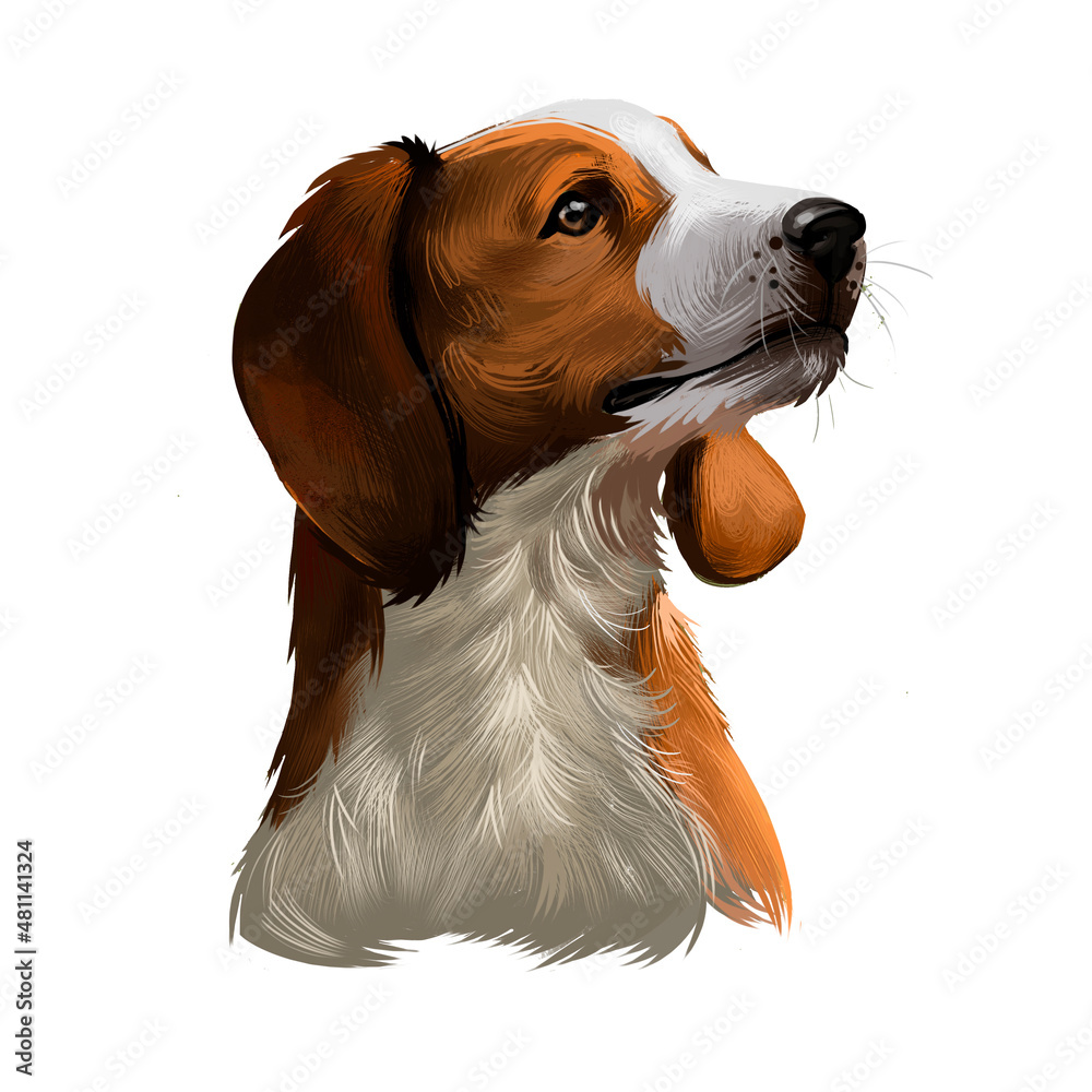 American English Coonhound dog digital art illustration isolated on ...