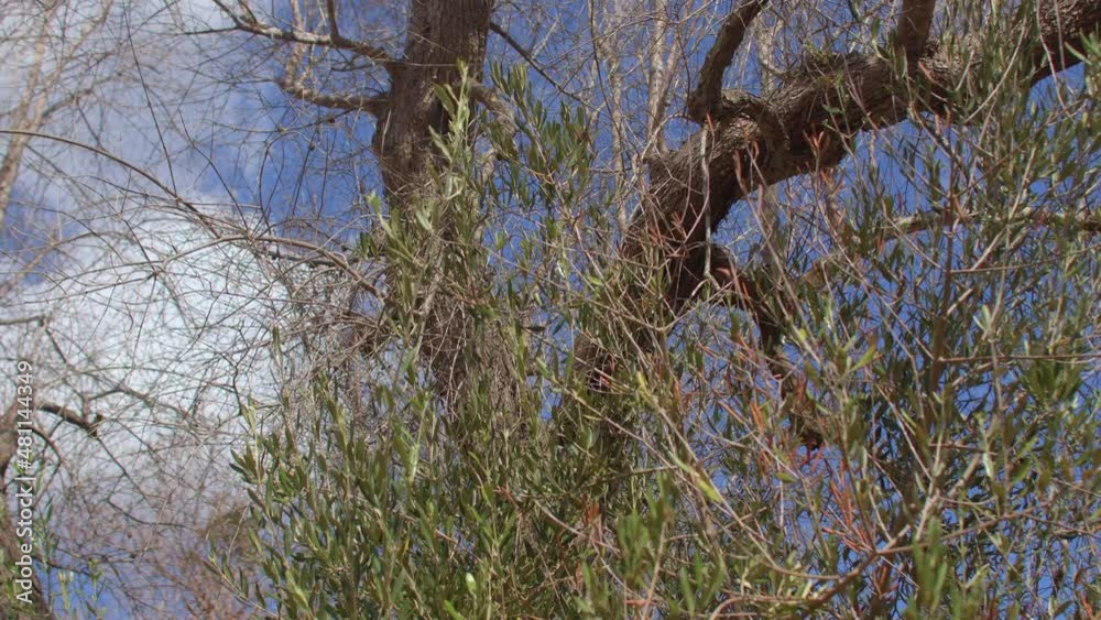 Evergreen olive trees are losing their foliage due to an arid climate ...