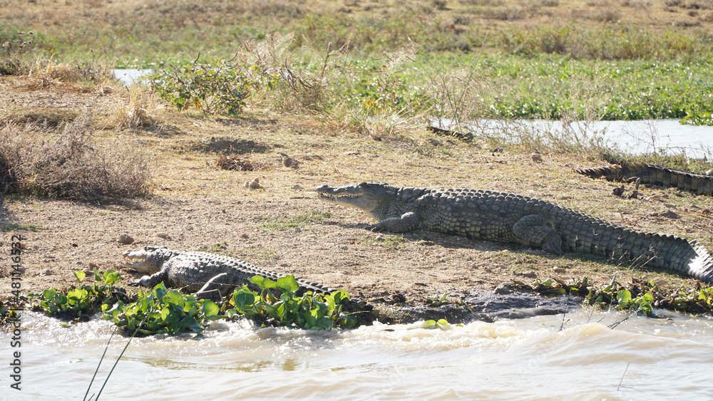 Foto de Alligators in the water near a safari camp in Binga at Lake ...