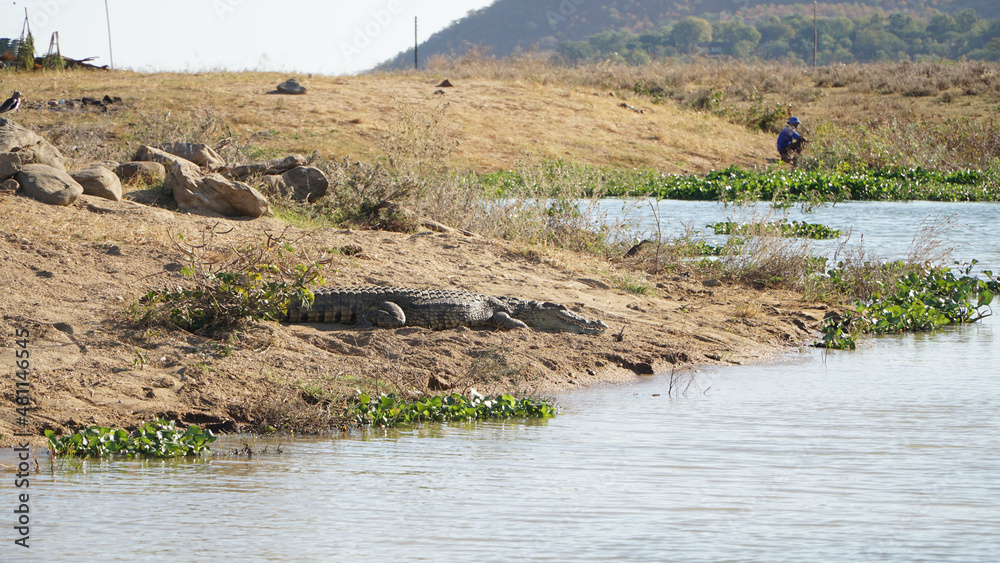 Alligators in the water near a safari camp in Binga at Lake Kariba ...