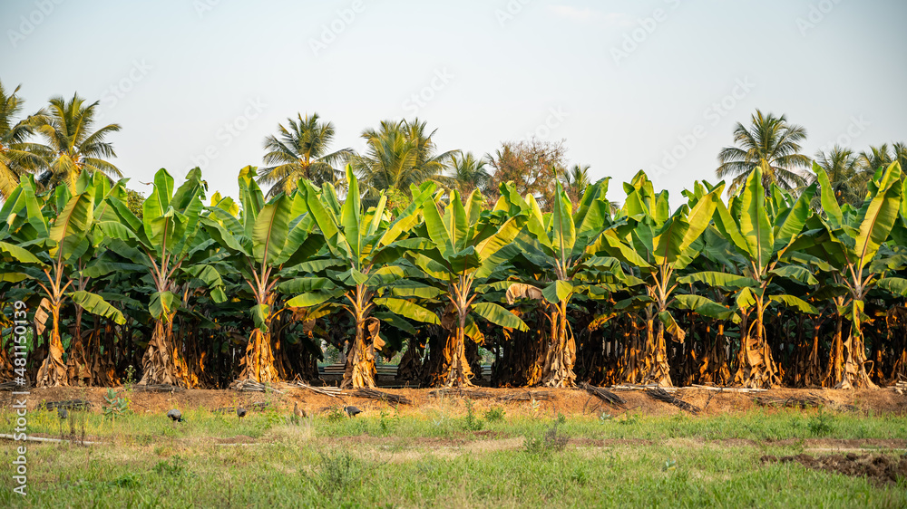 Red bananas are a group of varieties of banana with reddish-purple skin ...