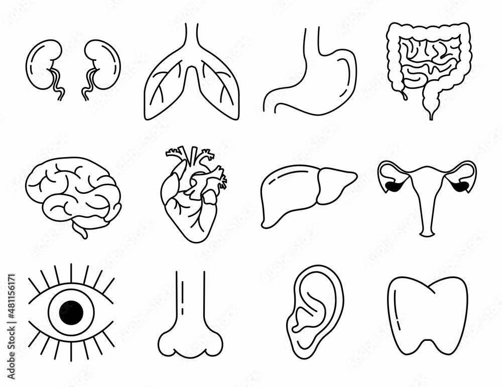 Human internal organs icon set in thin line style. Medical symbols ...